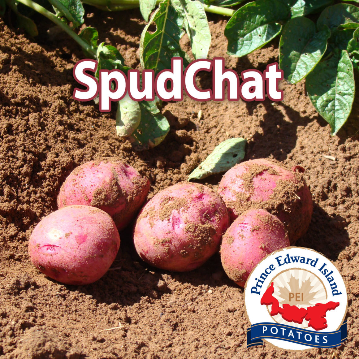 SpudChat is live! - PEI Potato Agronomy